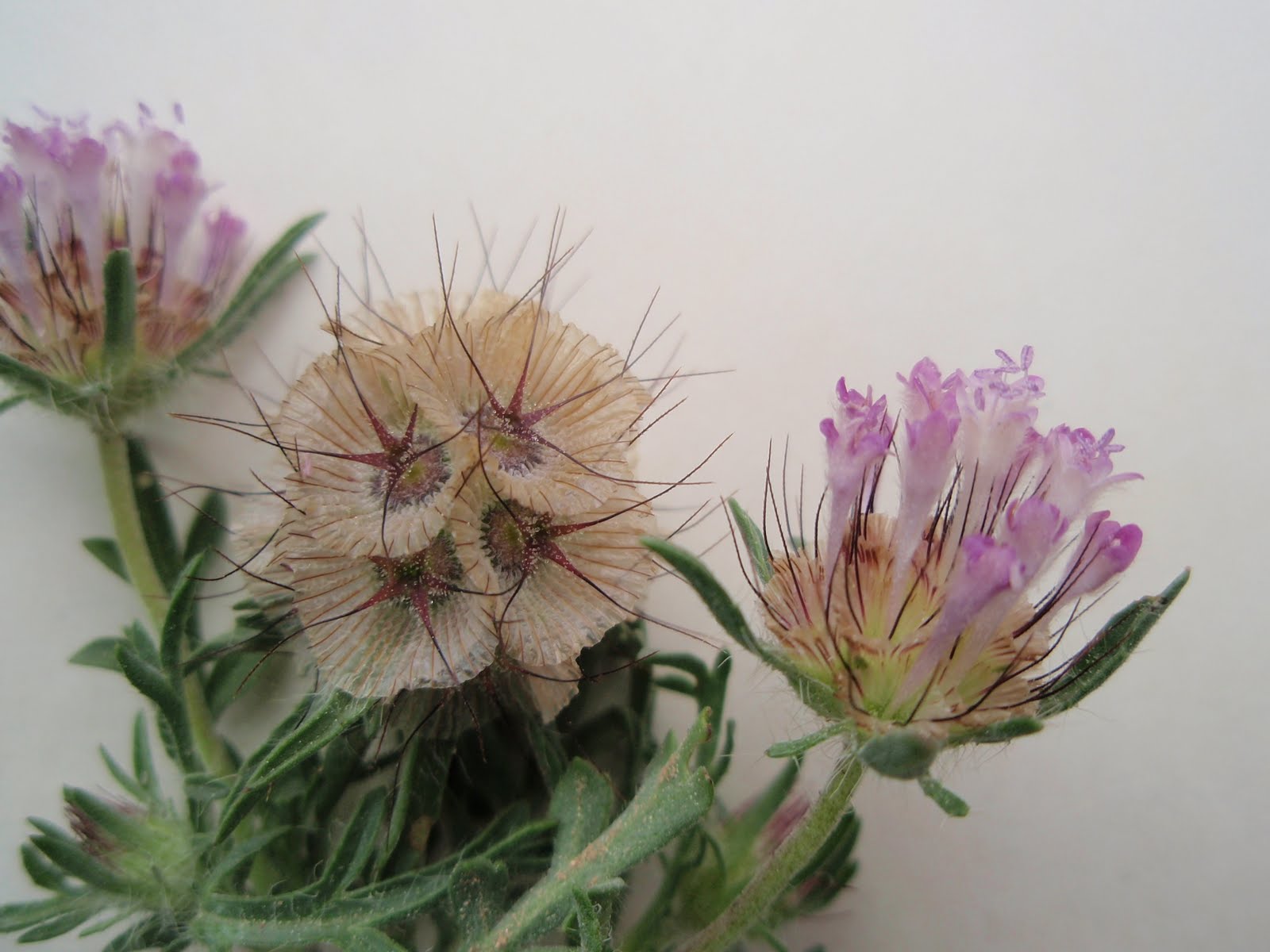 HERBARIO VIRTUAL DE BANYERES DE MARIOLA Y ALICANTE: Scabiosa stellata ...