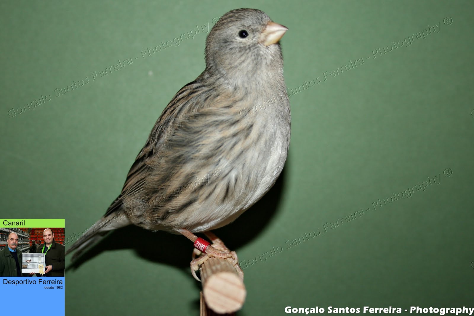 Mundo dos Canários: Fife Fancy