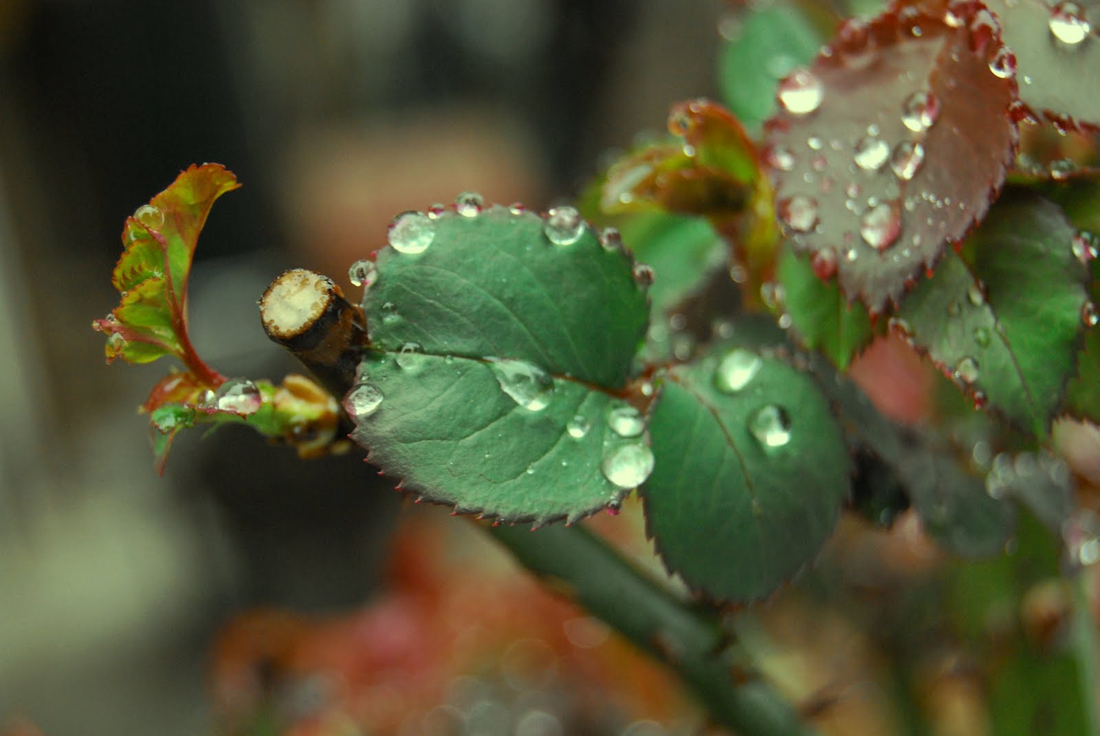 colored garden: Spring rain drops
