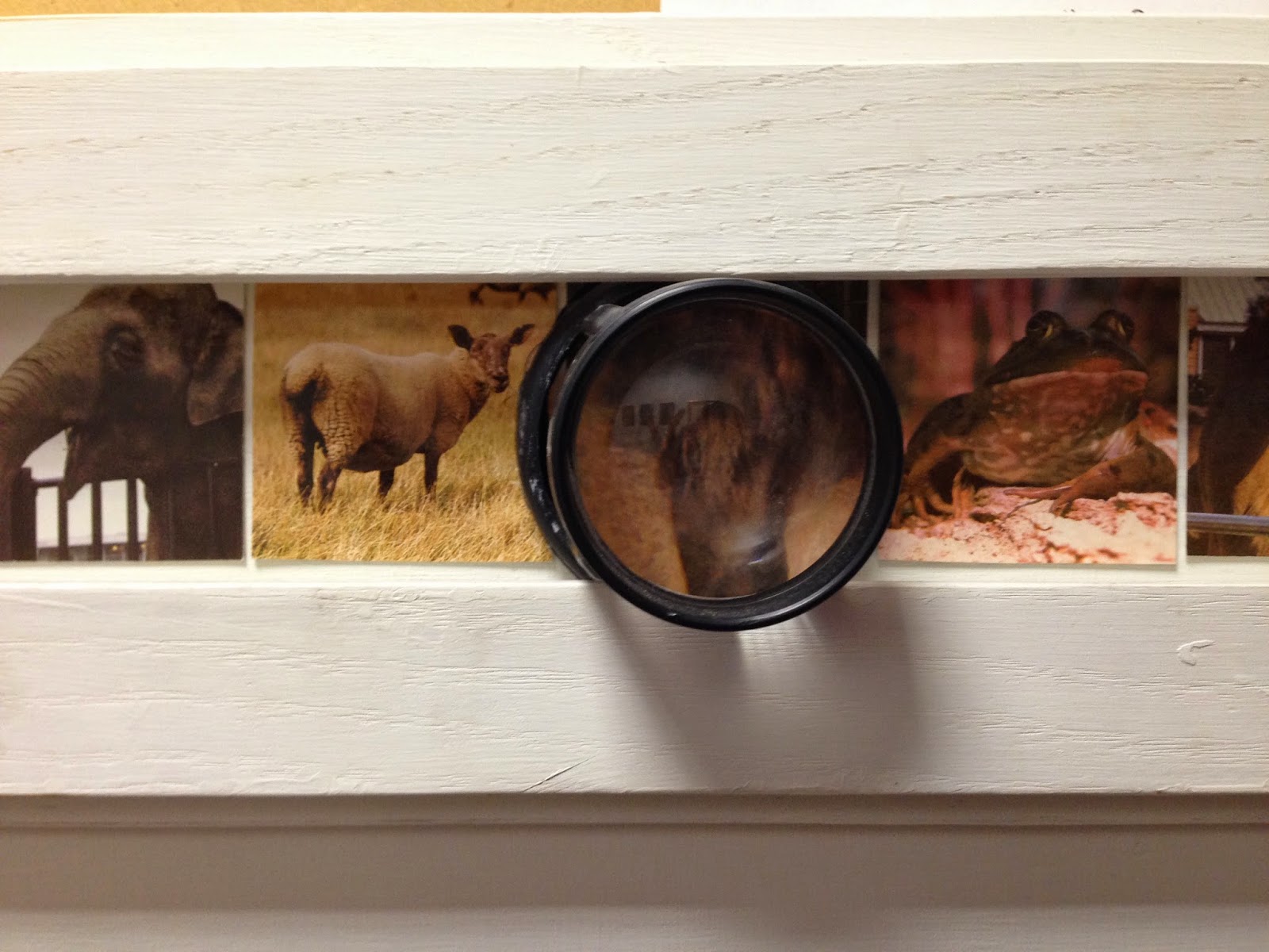 the independent little bee...: Magnifier Discovery Board