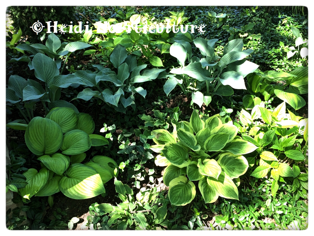 Heidi Horticulture: Through the Garden Gate, Where The Hostas Grow!