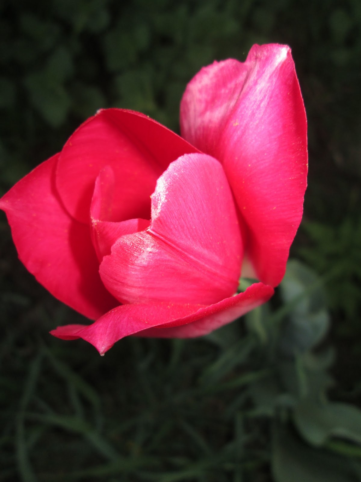 Adolescentii de azi: Lalelele