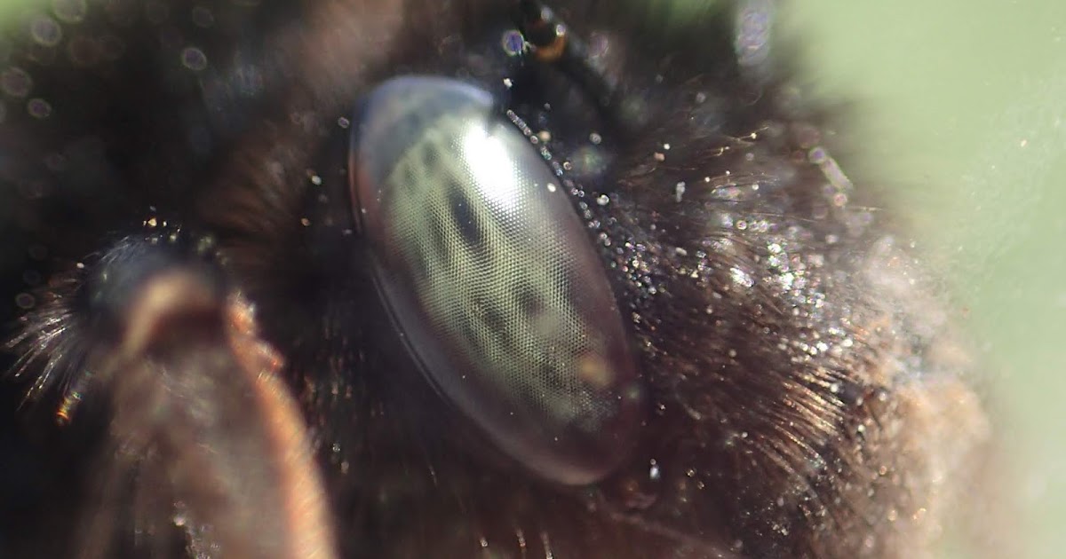 The Lyons Share: Potter Flower-bee (Anthophora retusa) thriving at ...