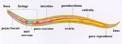 Ciências Biológicas: Filo Nematoda