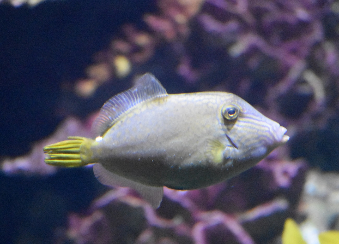 ZOOTOGRAFIANDO (6.096 ANIMALS): PEZ LIJA PANAL / HONEYCOMB FILEFISH ...