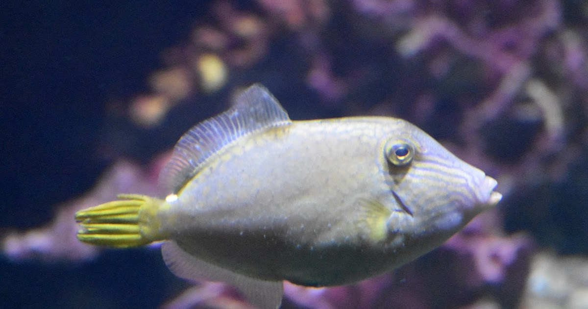 ZOOTOGRAFIANDO (6.096 ANIMALS): PEZ LIJA PANAL / HONEYCOMB FILEFISH ...