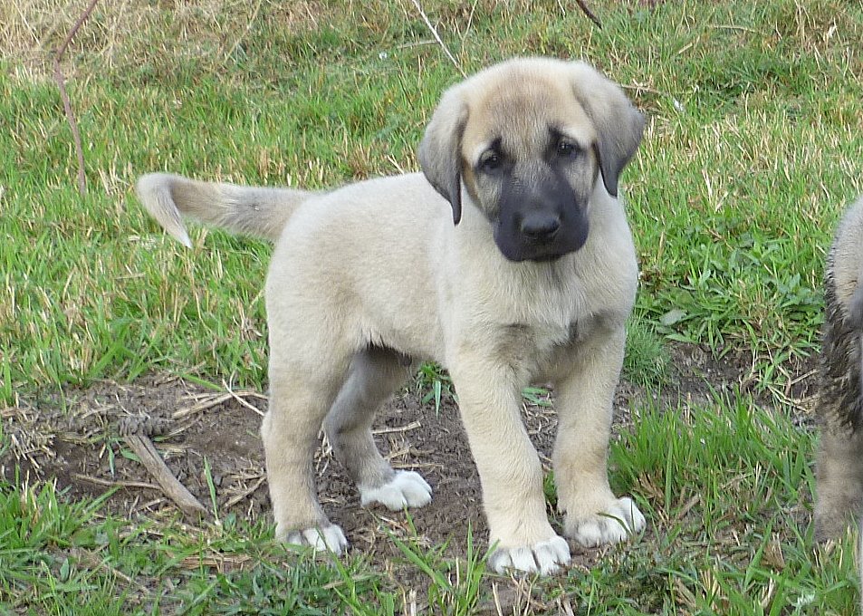 Anatolian Shepherd Puppies 8 Weeks