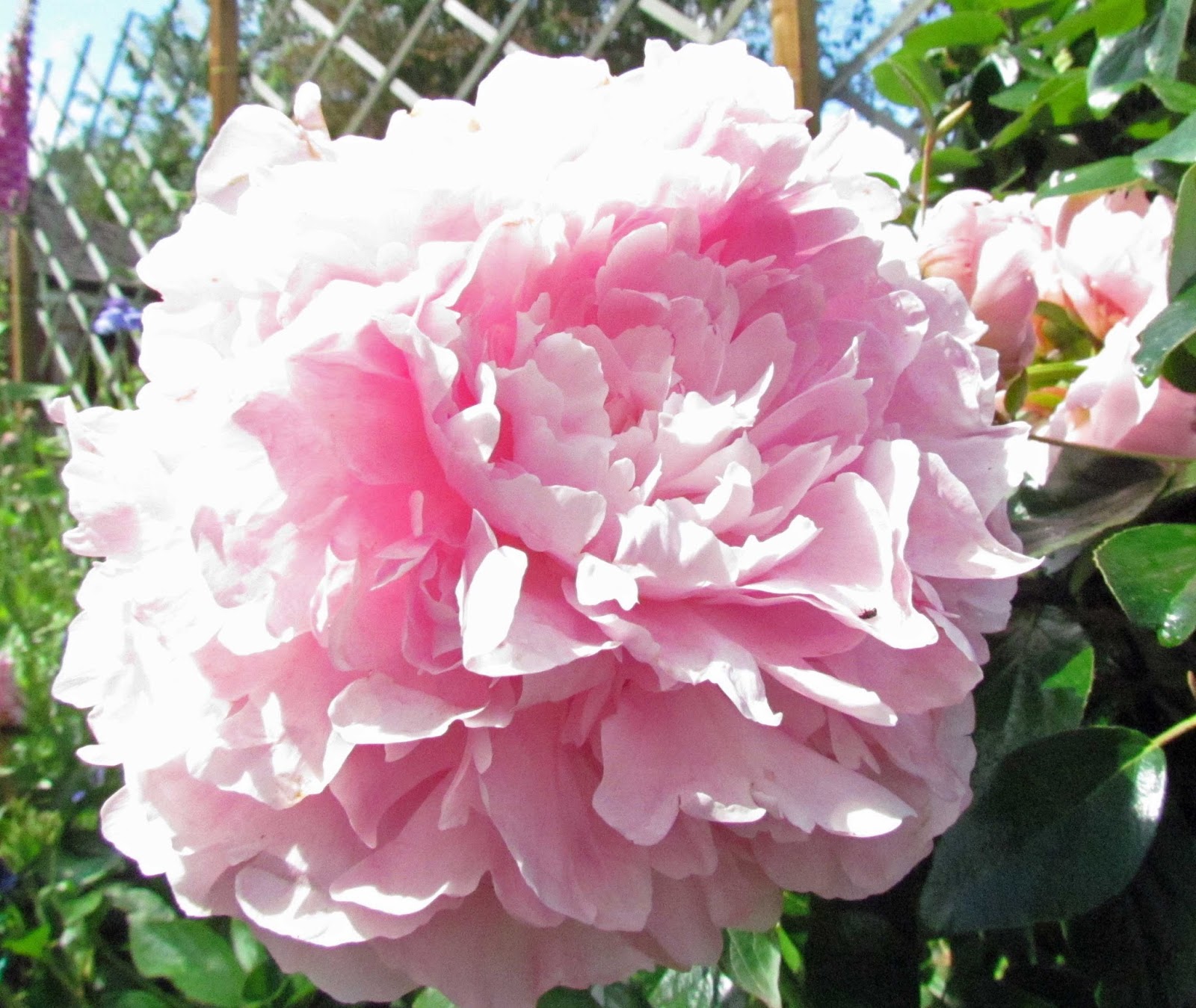 Woodlouse House: Peony Roses