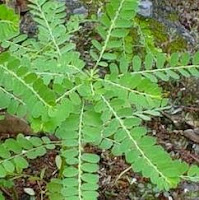 Simplisia Herba ~ Ega Ayu Prastika