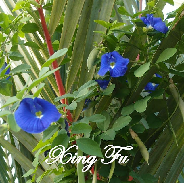 LI NA HERBS: BUNGA TELANG (WHITE VARIETY)