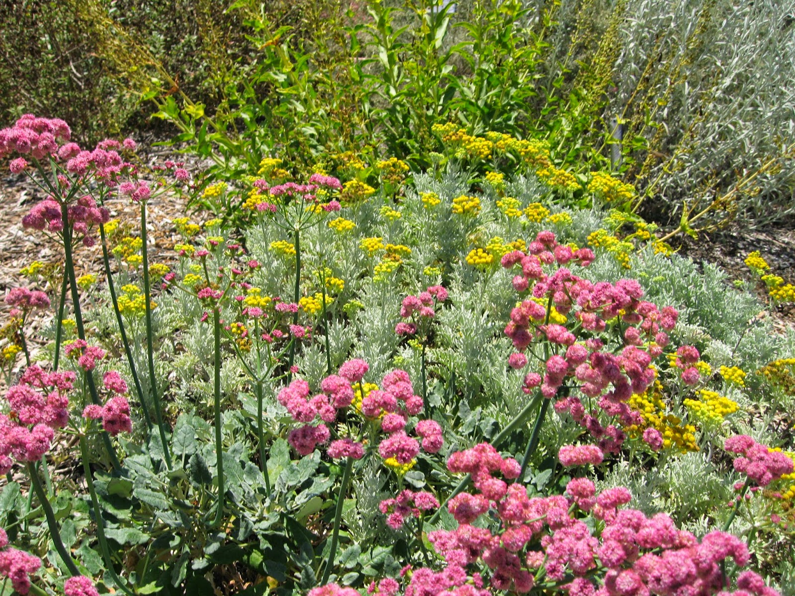 Mother Nature's Backyard - A Water-wise Garden: Plant of the Month ...