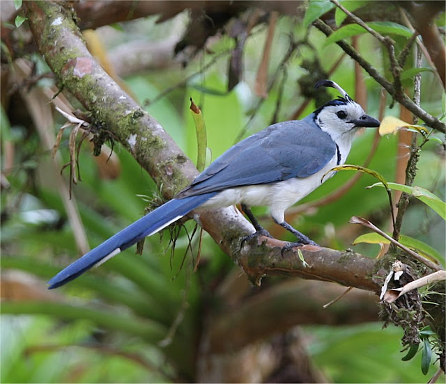 Murfs Wildlife : White-throated Magpie Jay