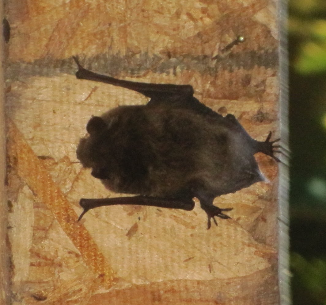 Mindless Everyday Chatter