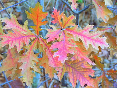 Curt's World: THE WEDNESDAY EVENING POST FOR OCTOBER 9, 2013