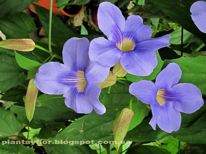 Plantas y flores: Thunbergia grandiflora