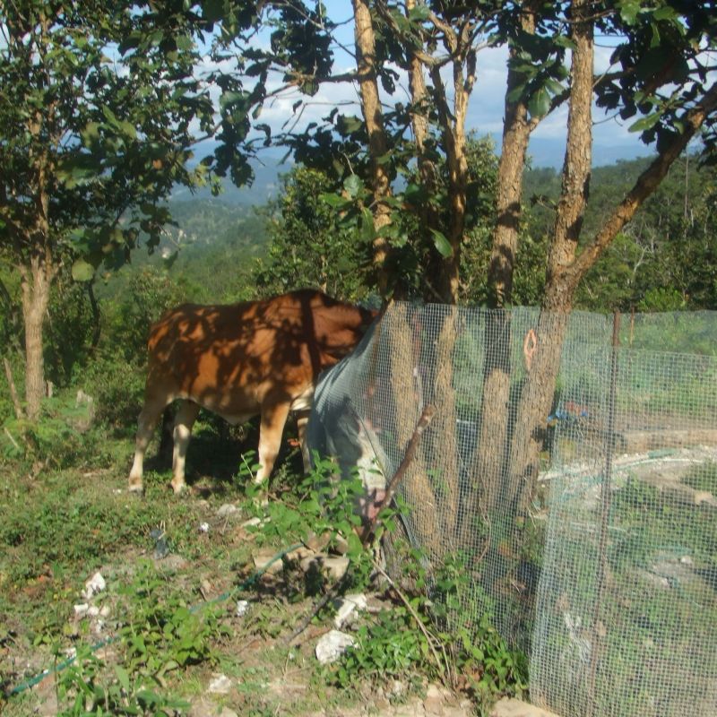 Sowers4Pastors: Cow-proof garden fencing, part 1