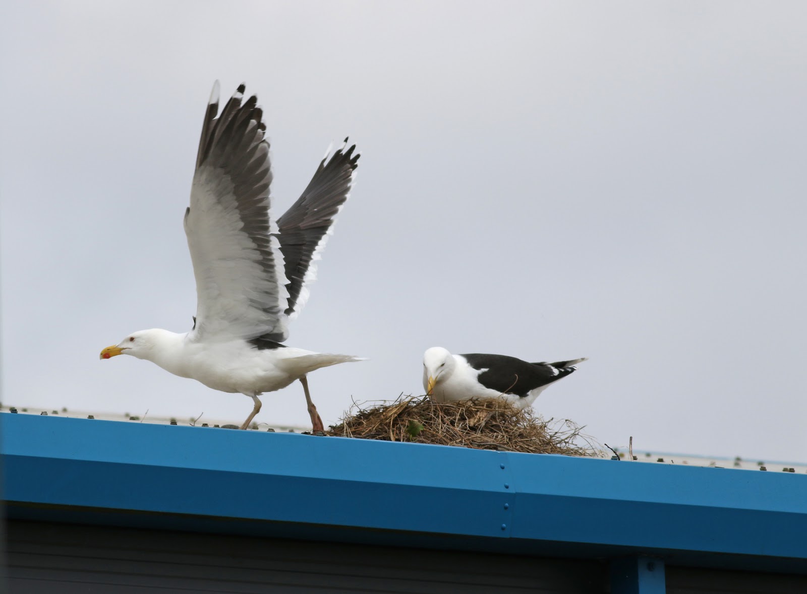 Cream Tea Birding: GBBG Nest inland & Lundy Day Trip