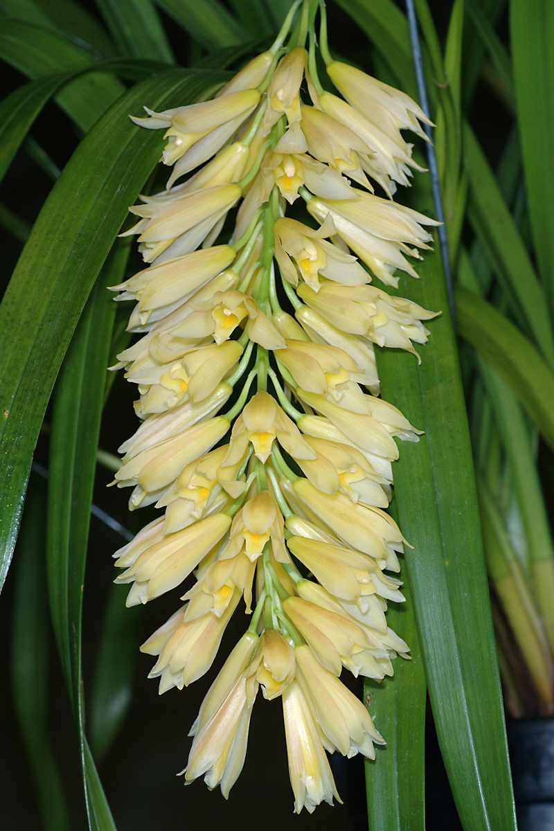 36+ Daun Anggrek Berbentuk, Yang Spesial!