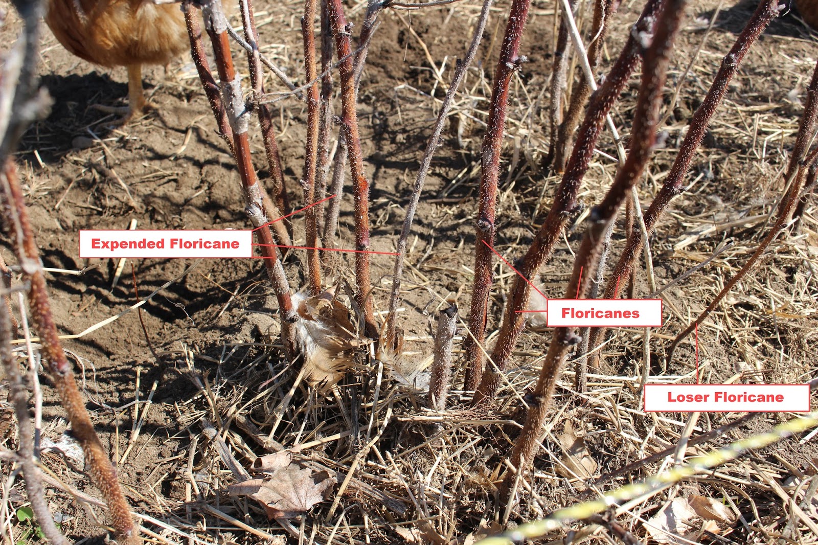 Millennial Homestead: How to Prune Raspberries