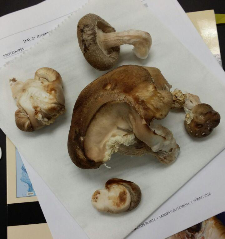 BIOL213 | PLANTS TWO: Fungal Culture Observation by [Fun-Guys]