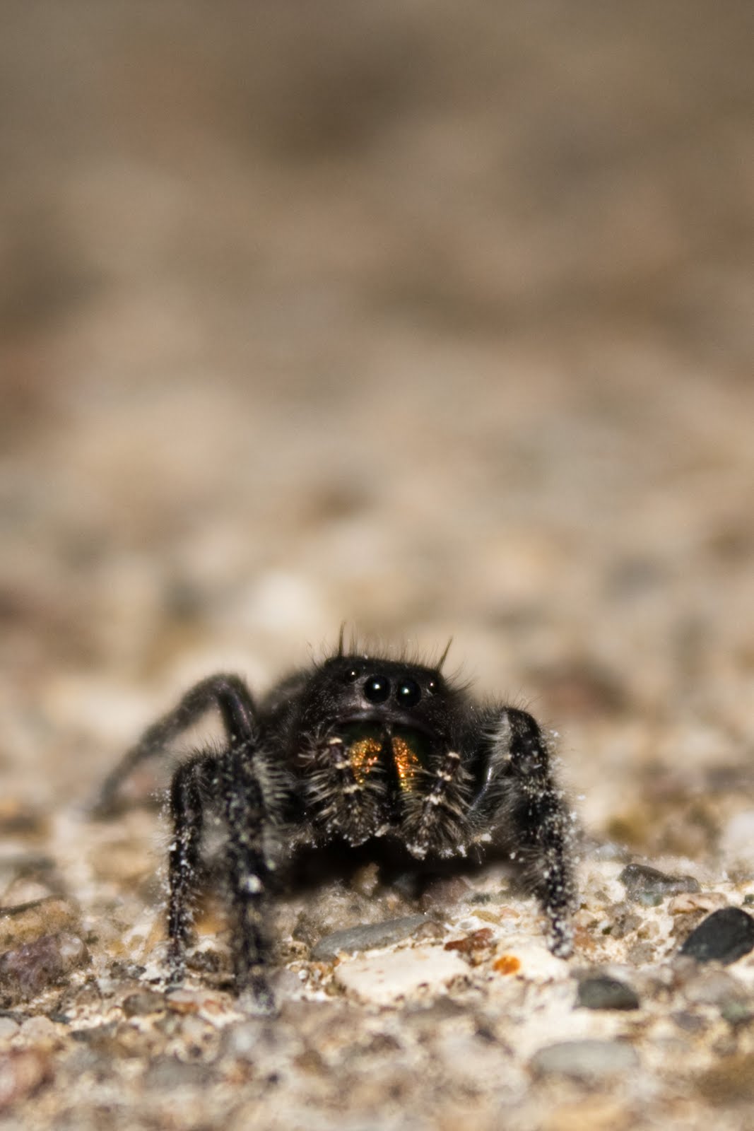 Submitted Pics - Jumping Spiders | Michigan Spiders
