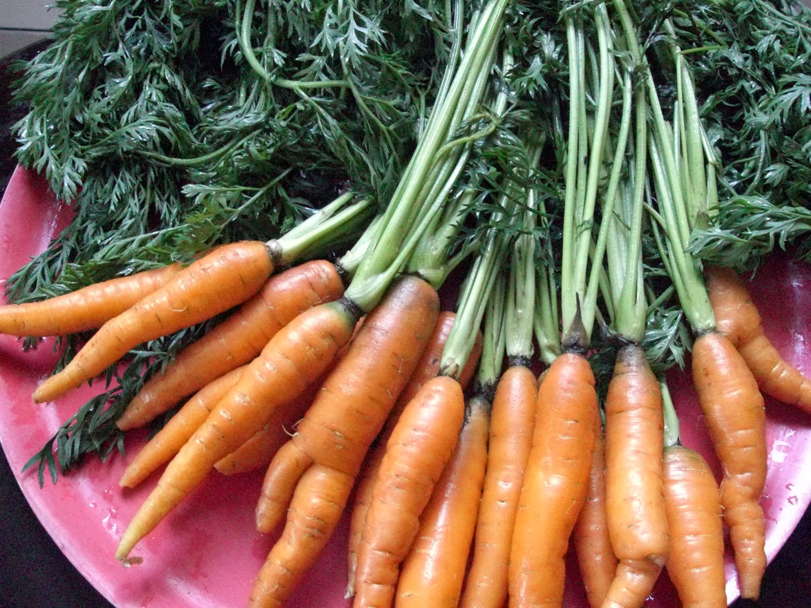 Cooking With Shobana : CARROT SOUP