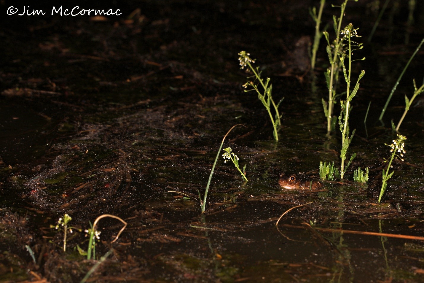 Ohio Birds and Biodiversity: Eastern Spadefoot Toad - finally!