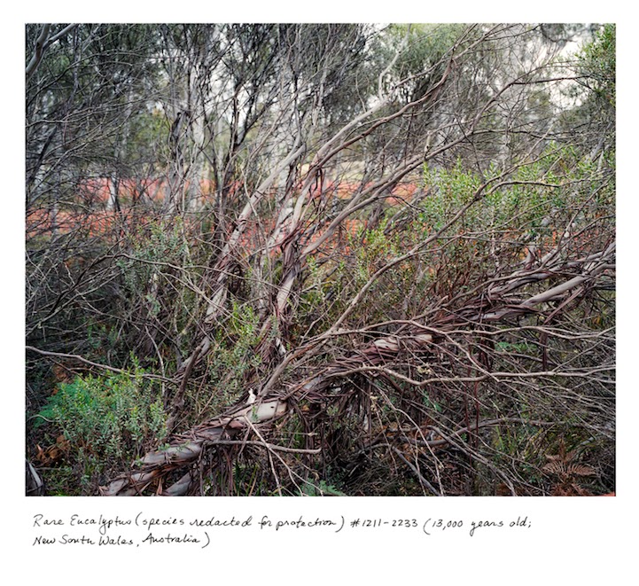 The Orstrahyun: Okay, Now That's Old - Australia's Most Ancient Trees