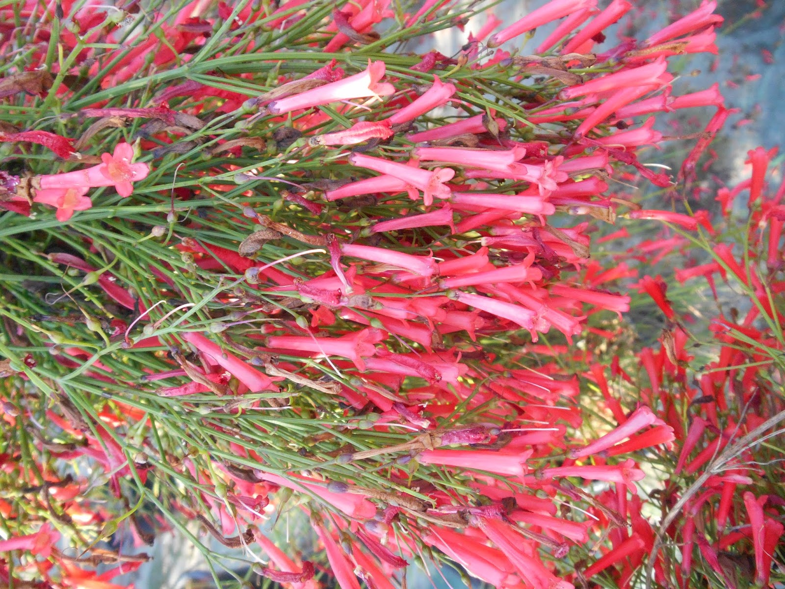 Donna di Piante: Russelia juncea: elegante ricadente per giardino e ...