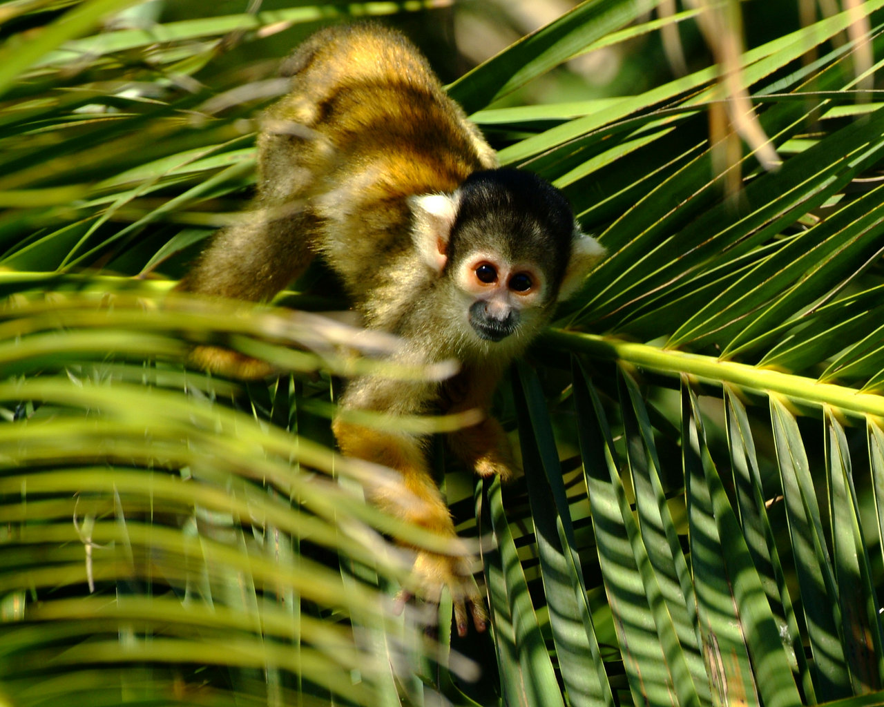 Avoir un singe au Canada/Québec: Avoir un singe au Québec/Ontario