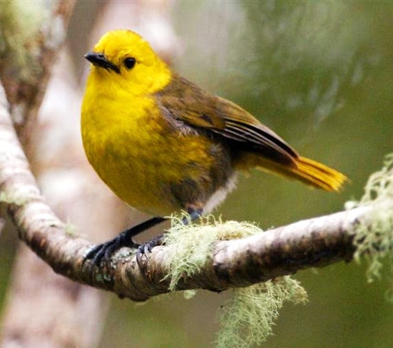 Birds of the World: Yellowhead