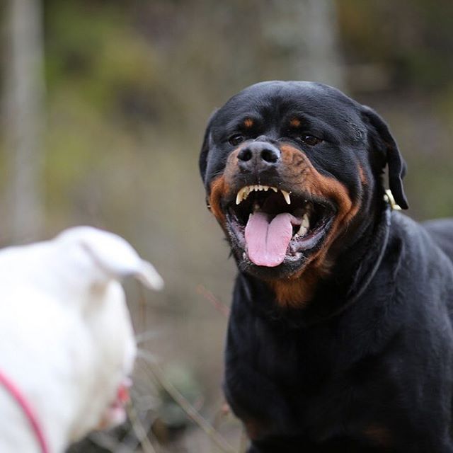 Best friend! Gorgeous Rottweiler! - My Interests