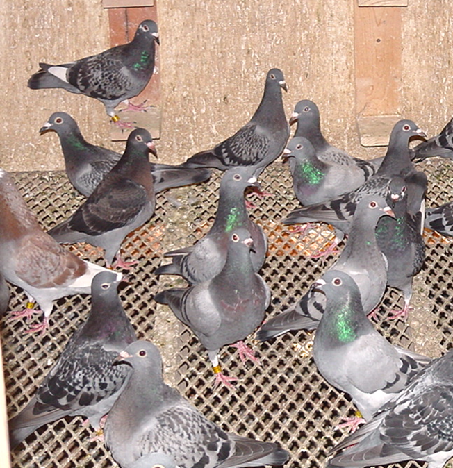AMERICAN RACING PIGEON UNION: Homing Pigeons 101 - Breeding
