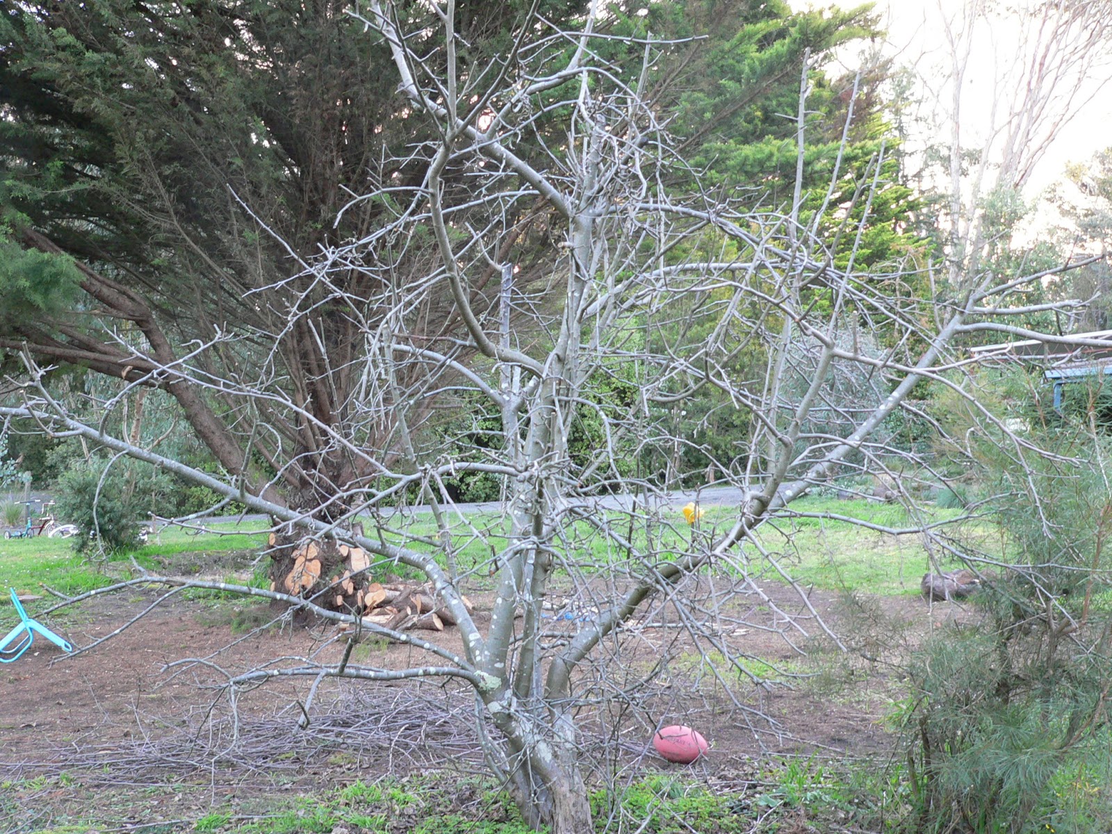 Aggregata Plants & Gardens: 1st attempt at pruning my apple tree (spur ...