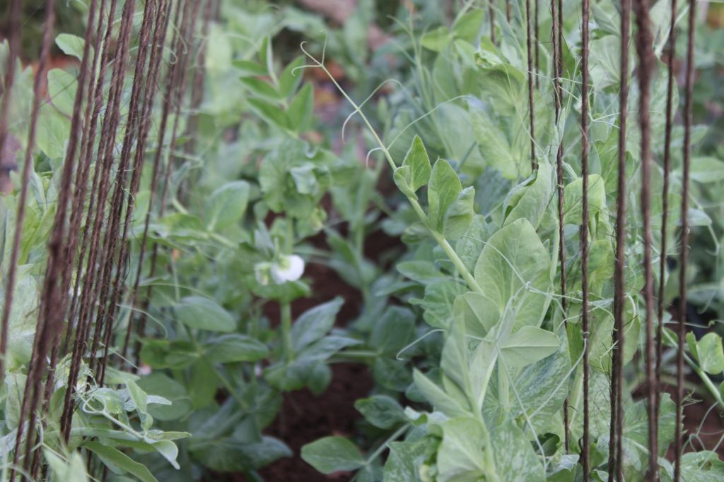 Towerwater Aan De Breede: Stringing peas along