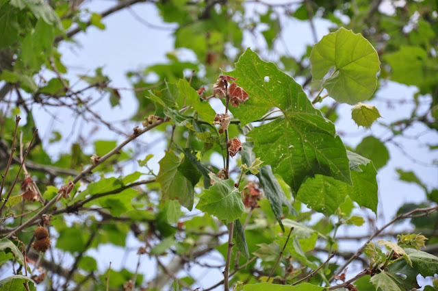 UMD Arboretum and Botanical Garden: A Day With Dr. Alex Shigo