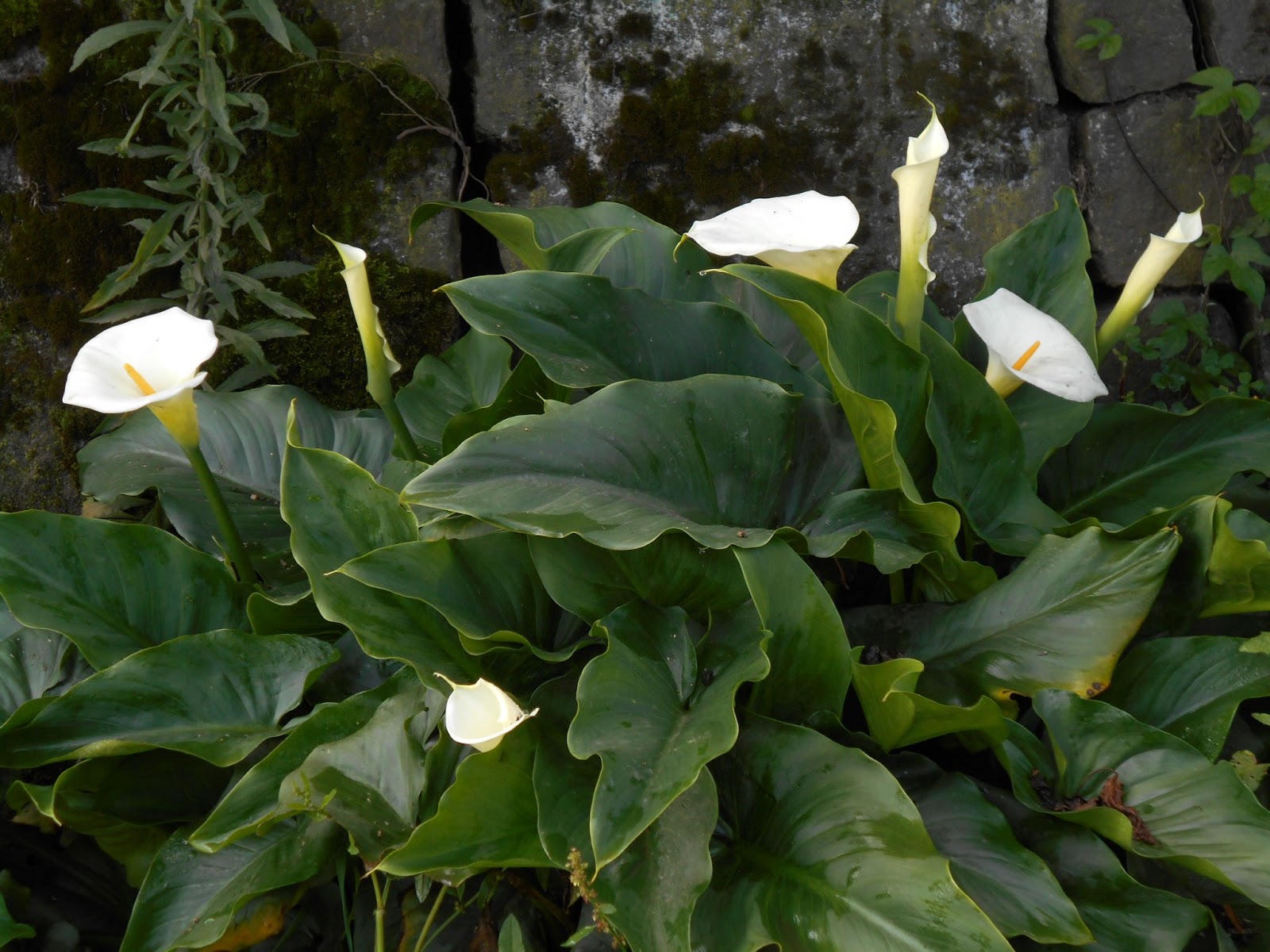 BOBBA CAPS DOXOLOGY: APR 8, 13 .. TODAY'S CALLA LILIES