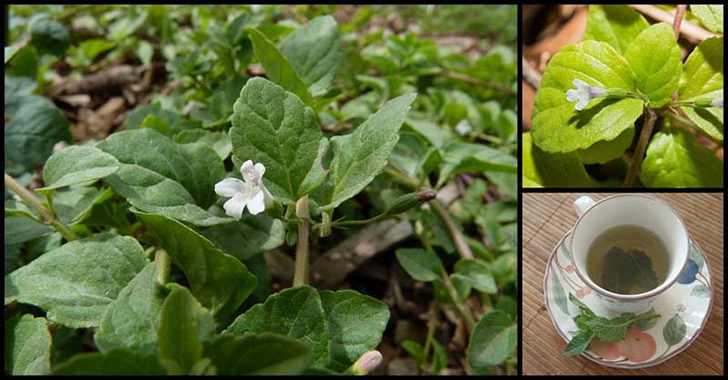 Remarkable Health Benefits Of Yerba Buena | Dr Farrah MD