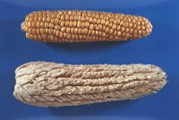 7 Macam Jenis Jagung Yang Cocok Untuk Perkebunan di Indonesia - Anak Tani