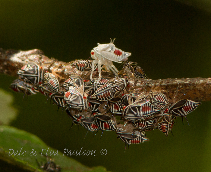 Elva's Field Notes: Oak Tree Hoppers