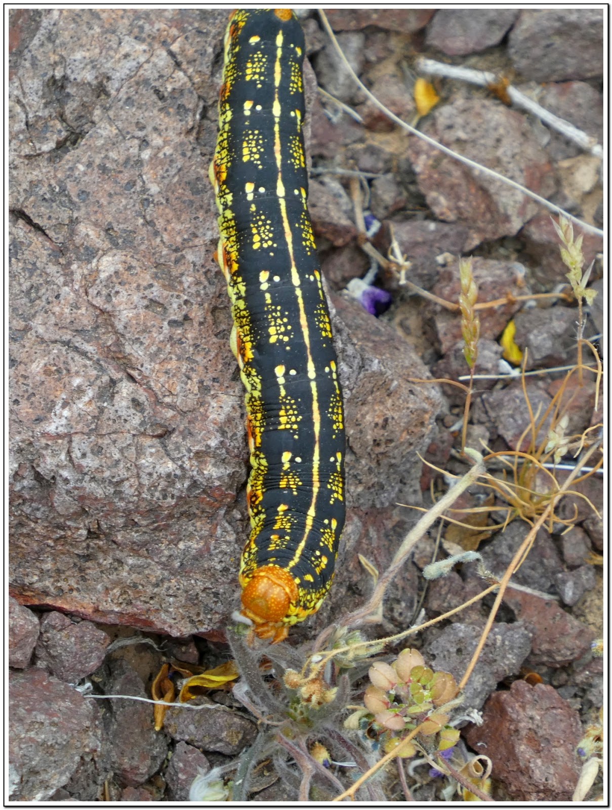 Ken's Photo Gallery: White Lined Sphinx Moth Caterpillar (larva)