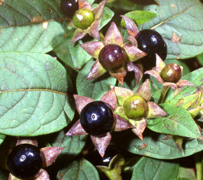 Şifalı Bitkiler Ansiklopedisi Lokman Hekim : Güzel Avrat Otu Nedir ...