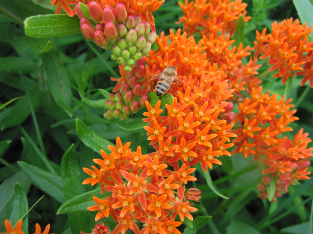 The Lucas Countyan: Orange, glorious orange