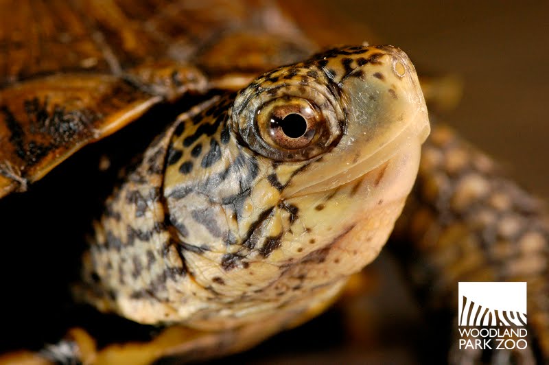 Five ways to save native turtles