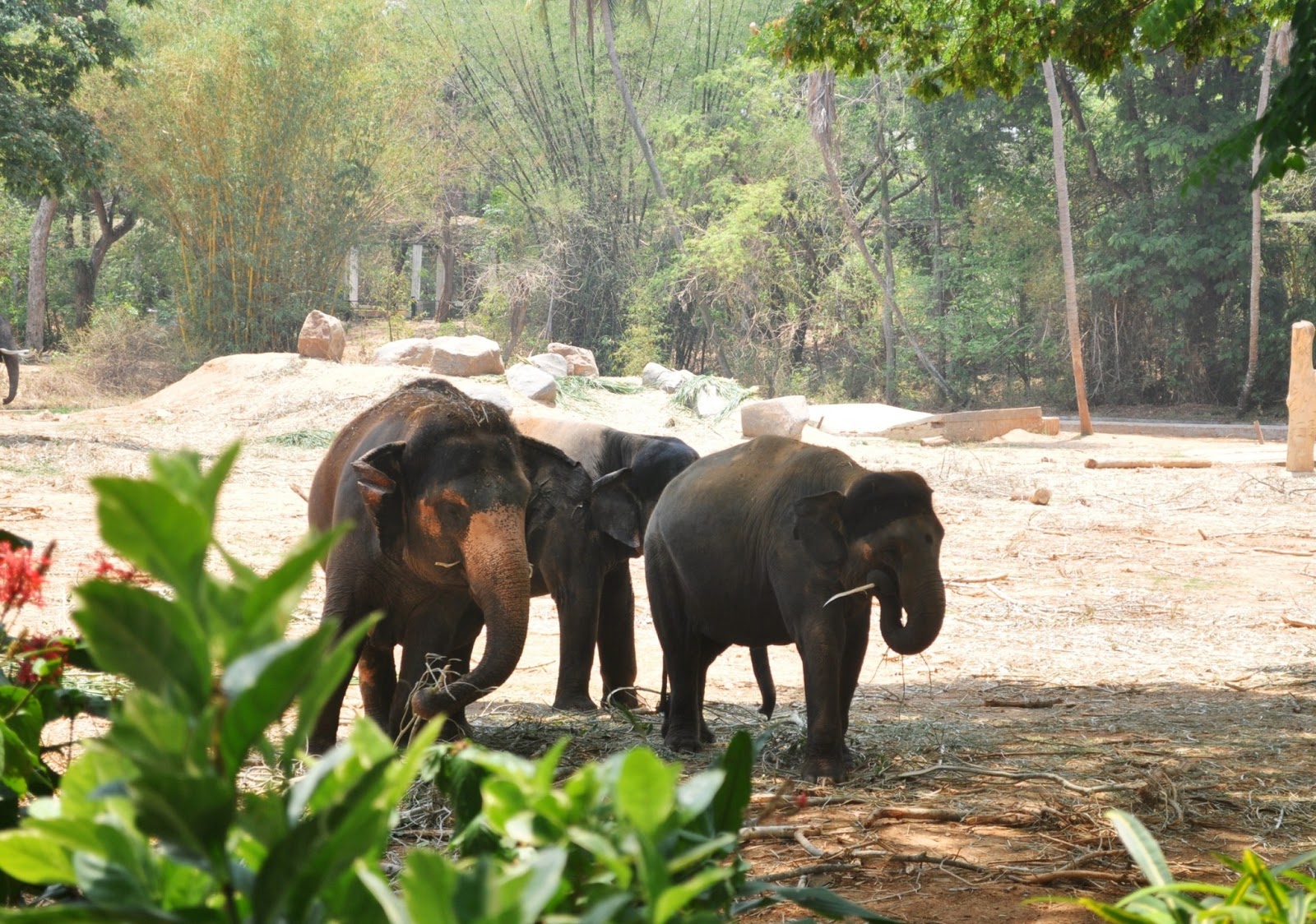 Mysore zoo animals