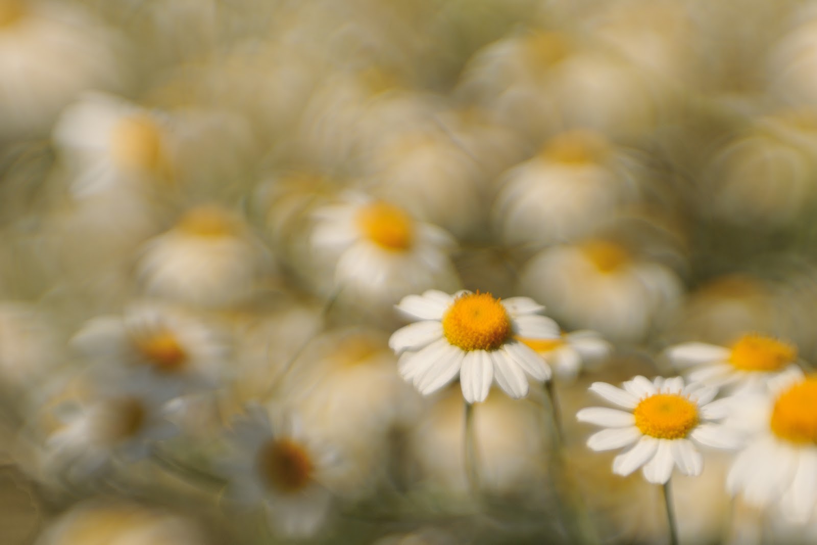 Soul Centered Photography: SEEING BEAUTY - Photography as visual poetry ...