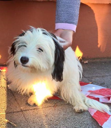 Policia Local Alcúdia de Crespins: PERRO EXTRAVIADO