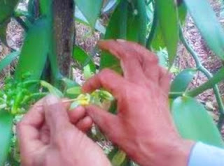 Panduan Teknis Budidaya Tanaman Panili (Vanilla planifolia ...