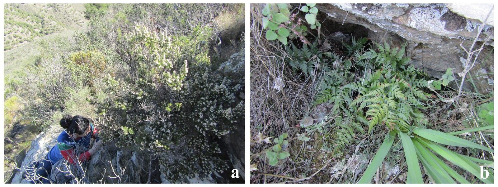 Brezo blanco (Erica arborea)