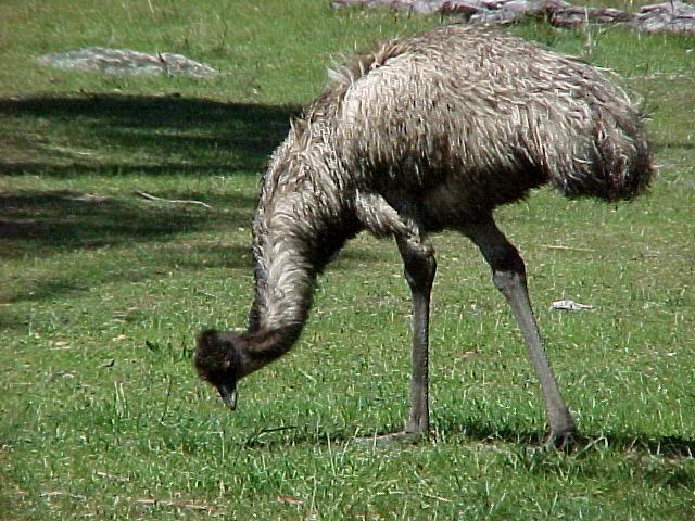 Emu | The Life of Animals